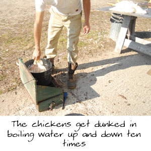 Amy Peters Wood Recent Blog killing chickens, plug in prius